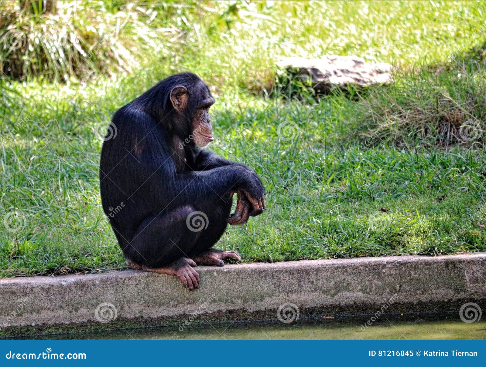 Crouched Chimpanzee stock image. Image of pink, smiling - 81216045