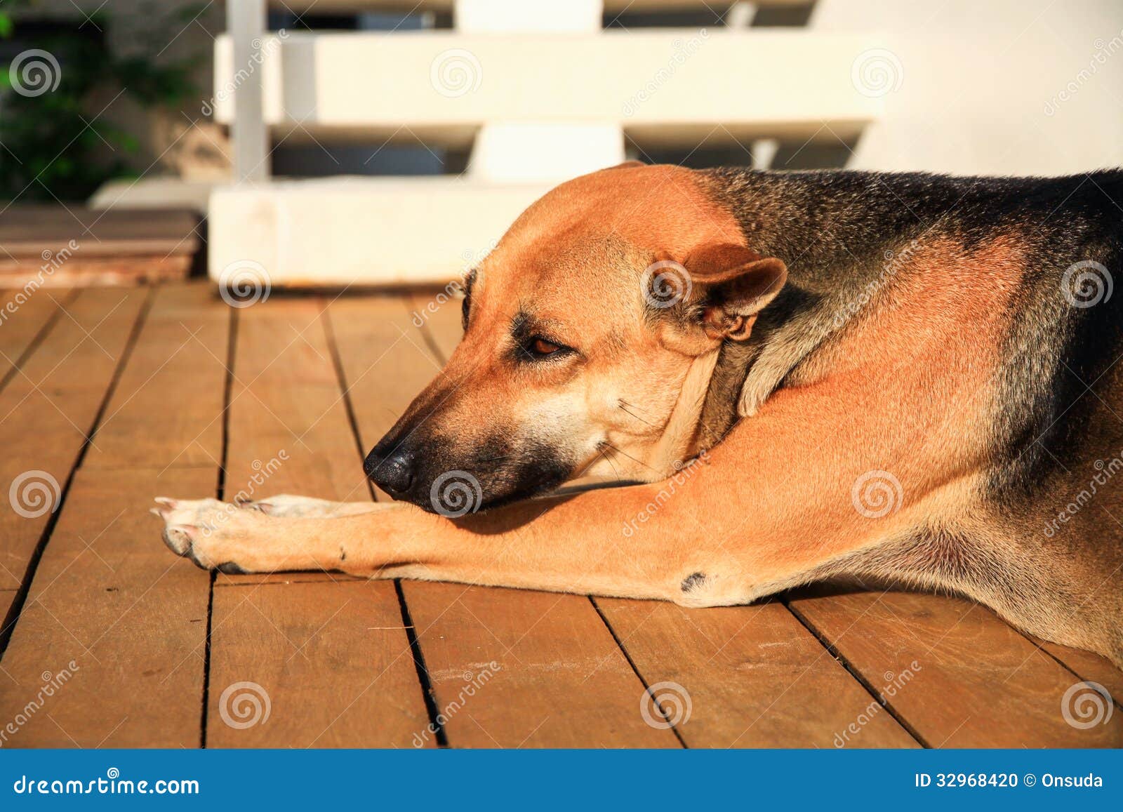 Crouched dog stock photo. Image of brown, mammal, sleep - 32968420