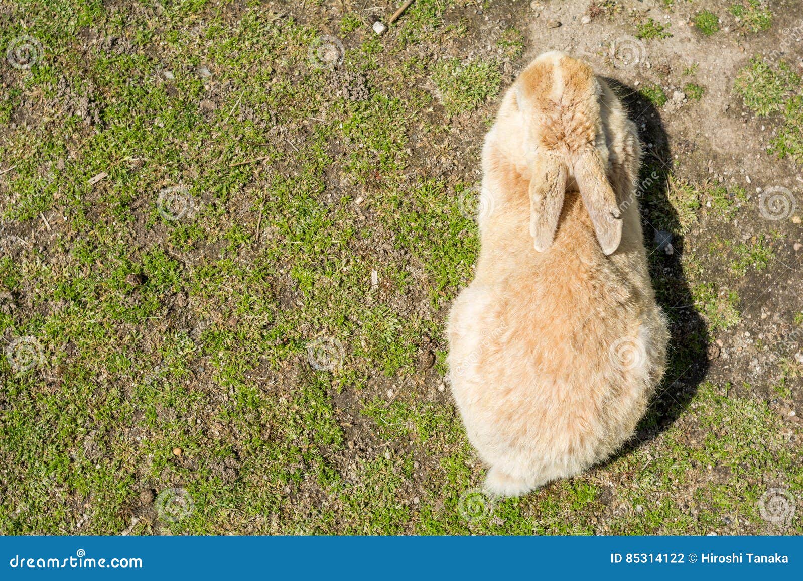 Crouched rabbit stock photo. Image of travel, earth, ground - 85314122