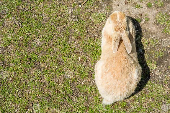 Crouched rabbit stock photo. Image of travel, earth, ground - 85314122