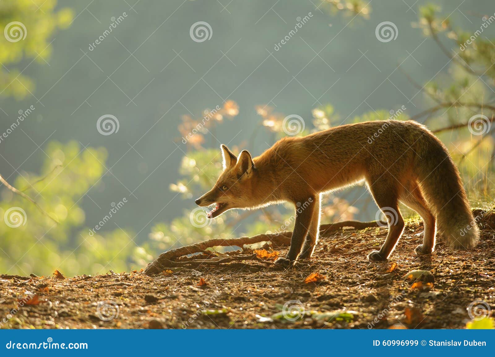 Crouched Red Fox in Beauty Autumn Backlight Stock Image - Image of ...