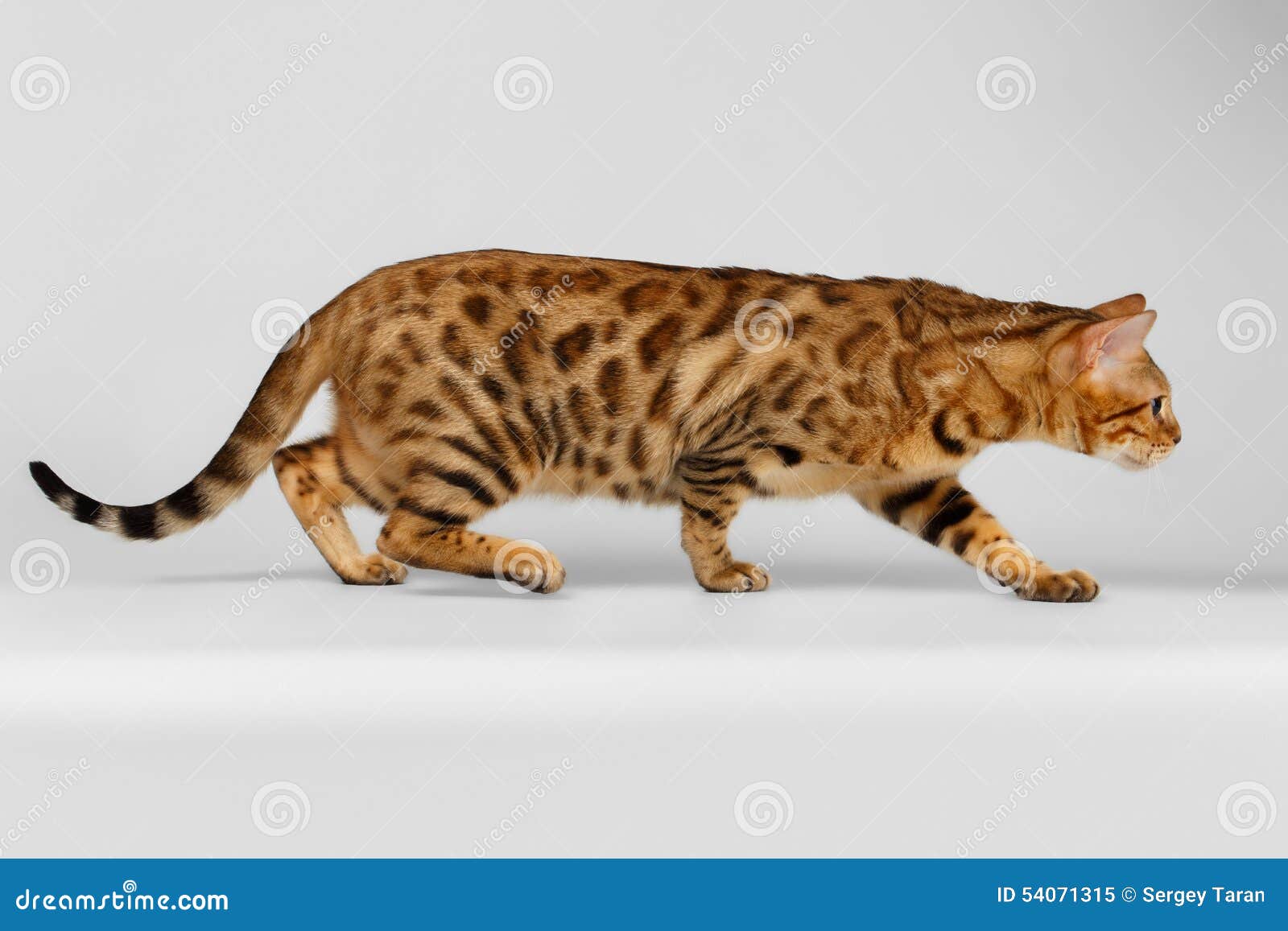 558 Kitty Crouching Stock Photos - Free & Royalty-Free Stock Photos ...