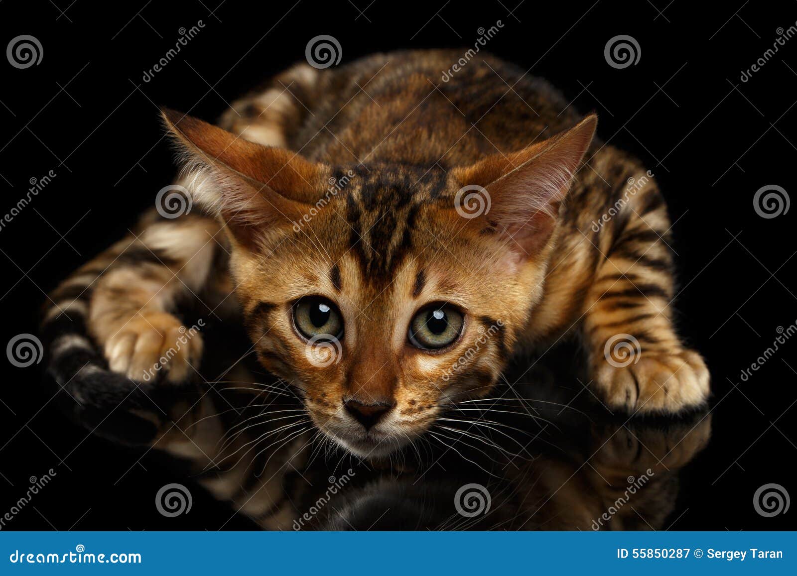 Crouching Bengal Kitty on Black Stock Image - Image of domestic ...