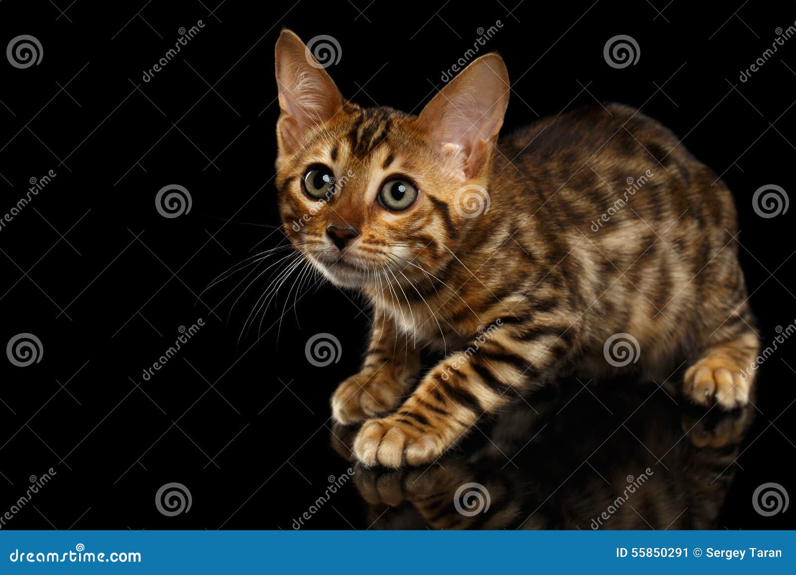 Crouching Bengal Kitty on Black Stock Image - Image of leopard, kitten ...
