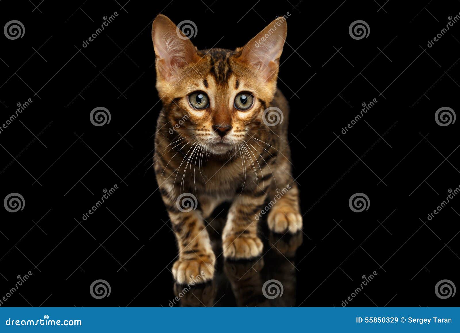 Crouching Bengal Kitty on Black Stock Image - Image of adorable, bengal ...