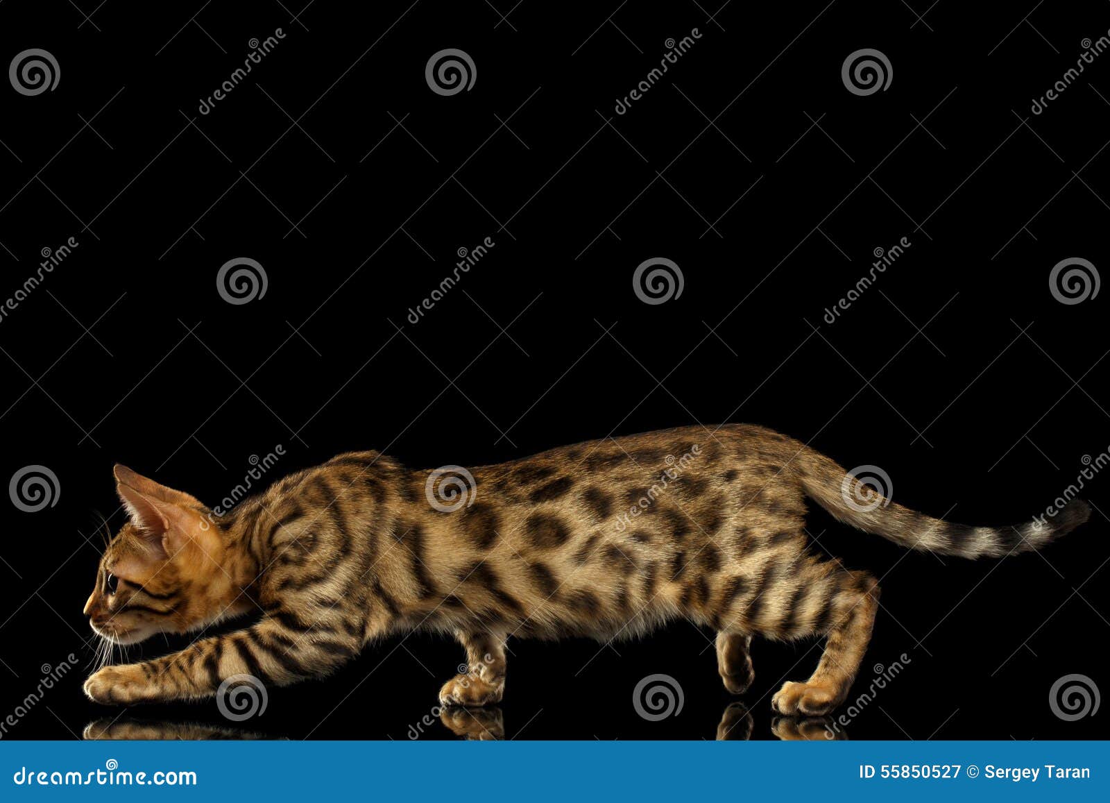 Crouching Bengal Kitty on Black Stock Image - Image of cuddly, isolated ...