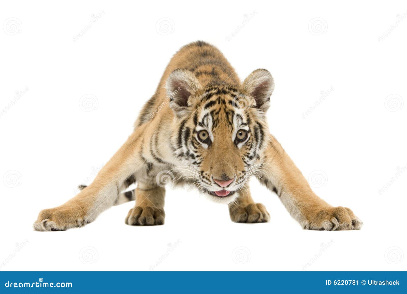 Crouching Bengal Tiger stock image. Image of tiger, animal - 6220781