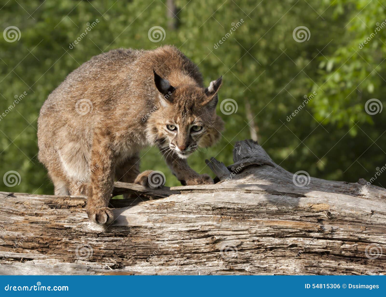 Crouching Bobcat stock photo. Image of predator, carnivore - 54815306