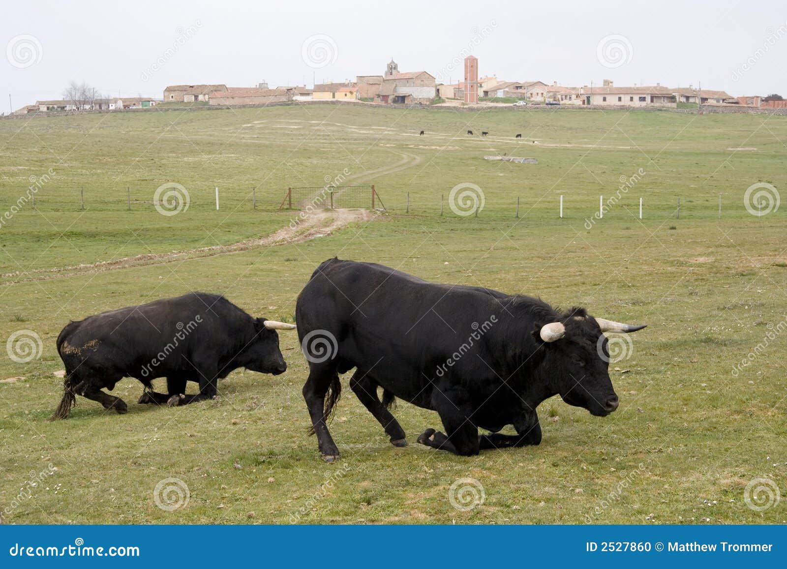 Crouching Bulls stock photo. Image of horn, spain, bullfight - 2527860