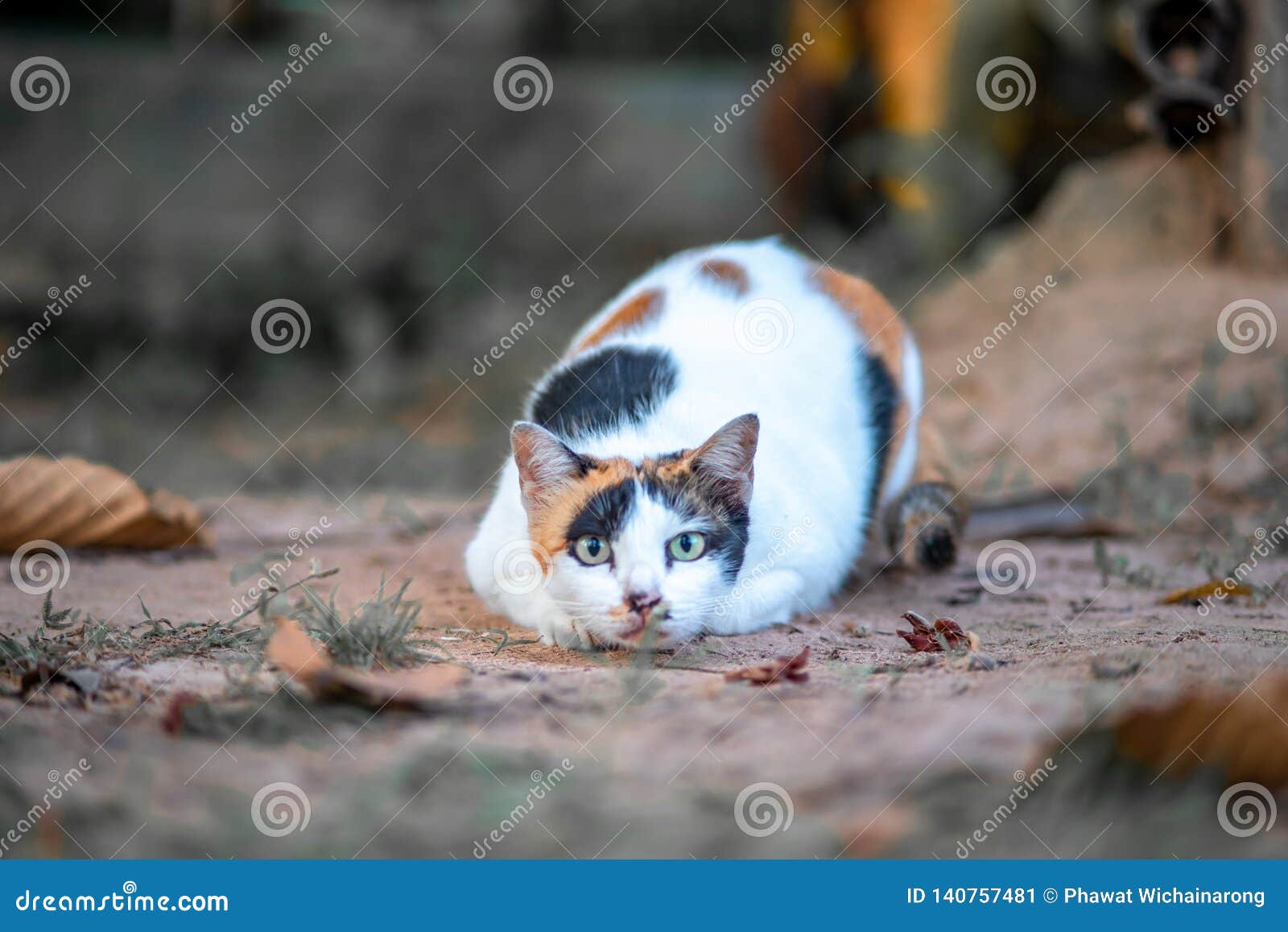 A Crouching Cat is Ready To Attack Its Prey. Stock Image - Image of ...