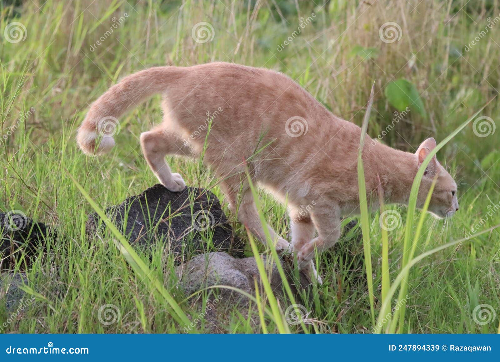 Crouching Cat Sneaking in the Meadow Stock Image - Image of wildlife ...