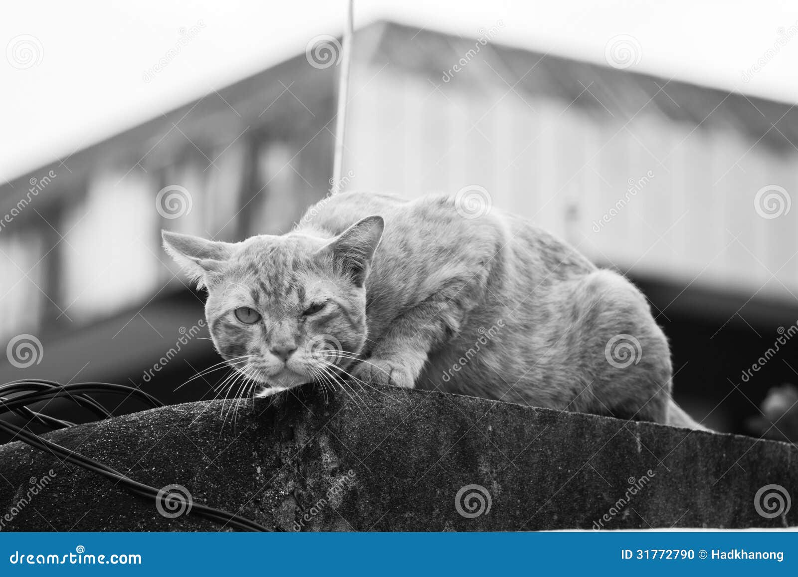 Crouching cat stock photo. Image of domestic, kitten - 31772790