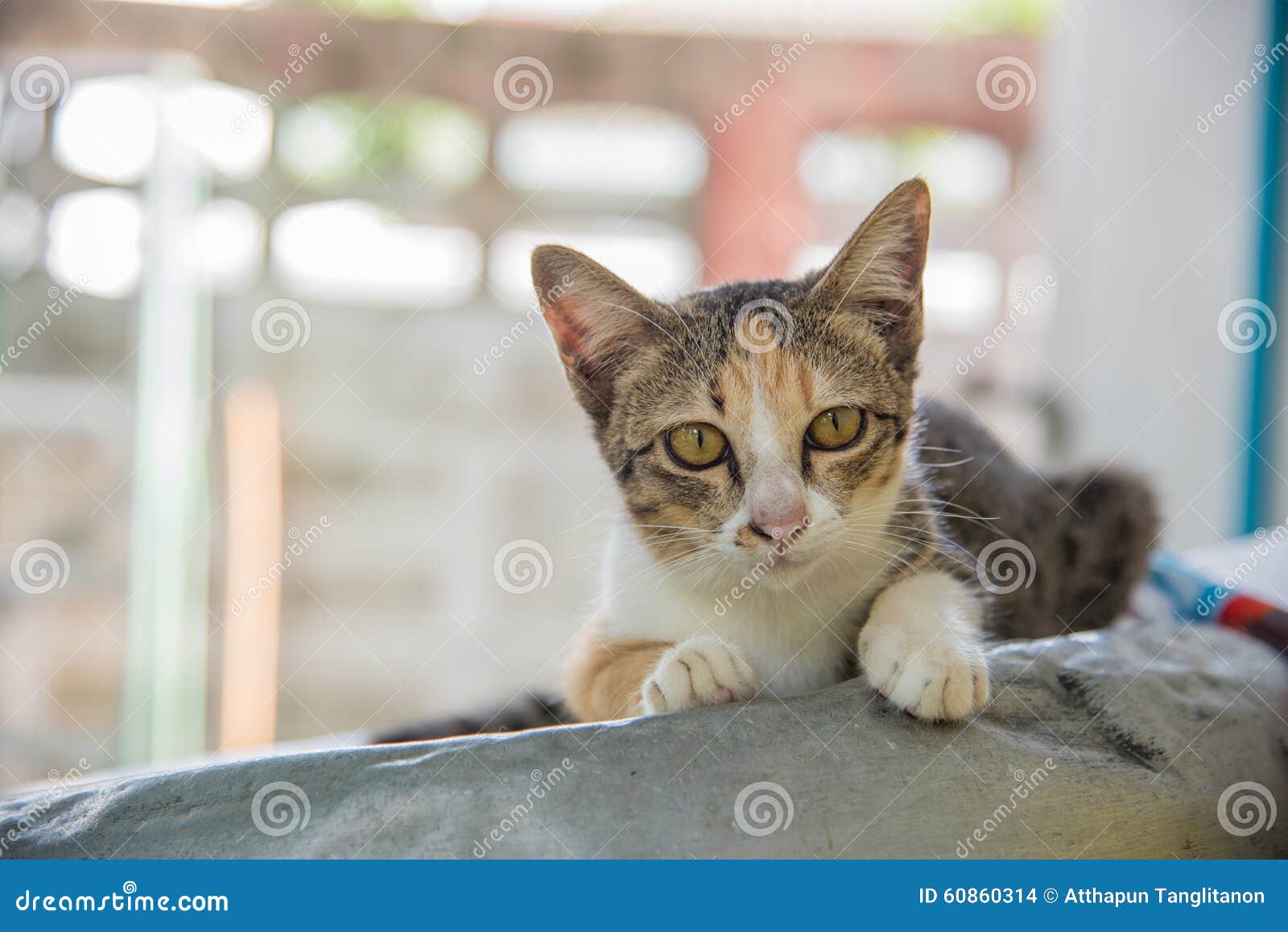 Crouching cat stock photo. Image of domestic, cute, eyes - 60860314