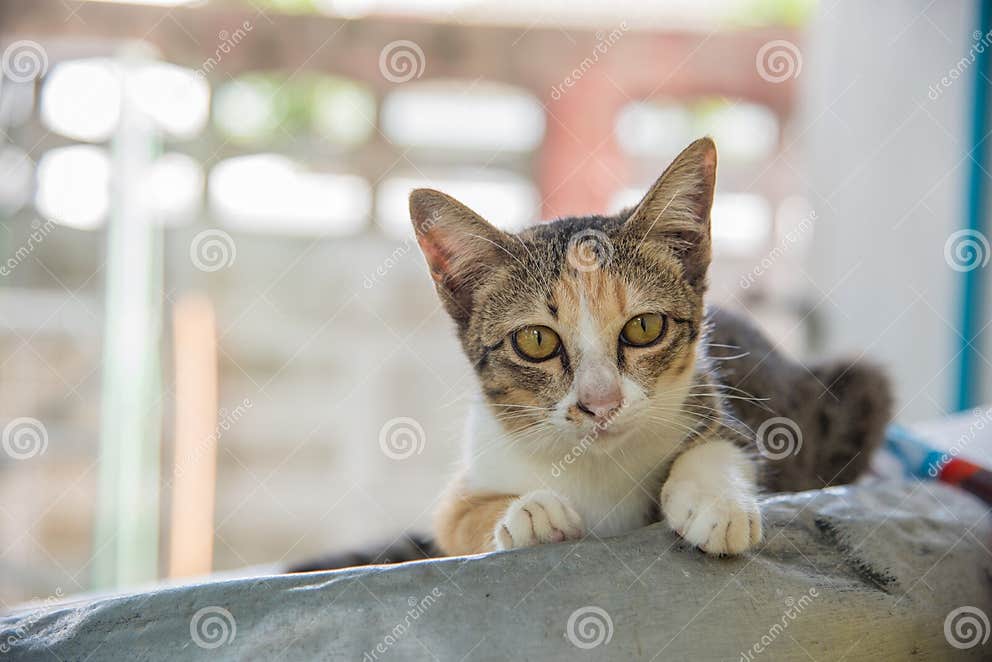 Crouching cat stock photo. Image of domestic, cute, eyes - 60860314