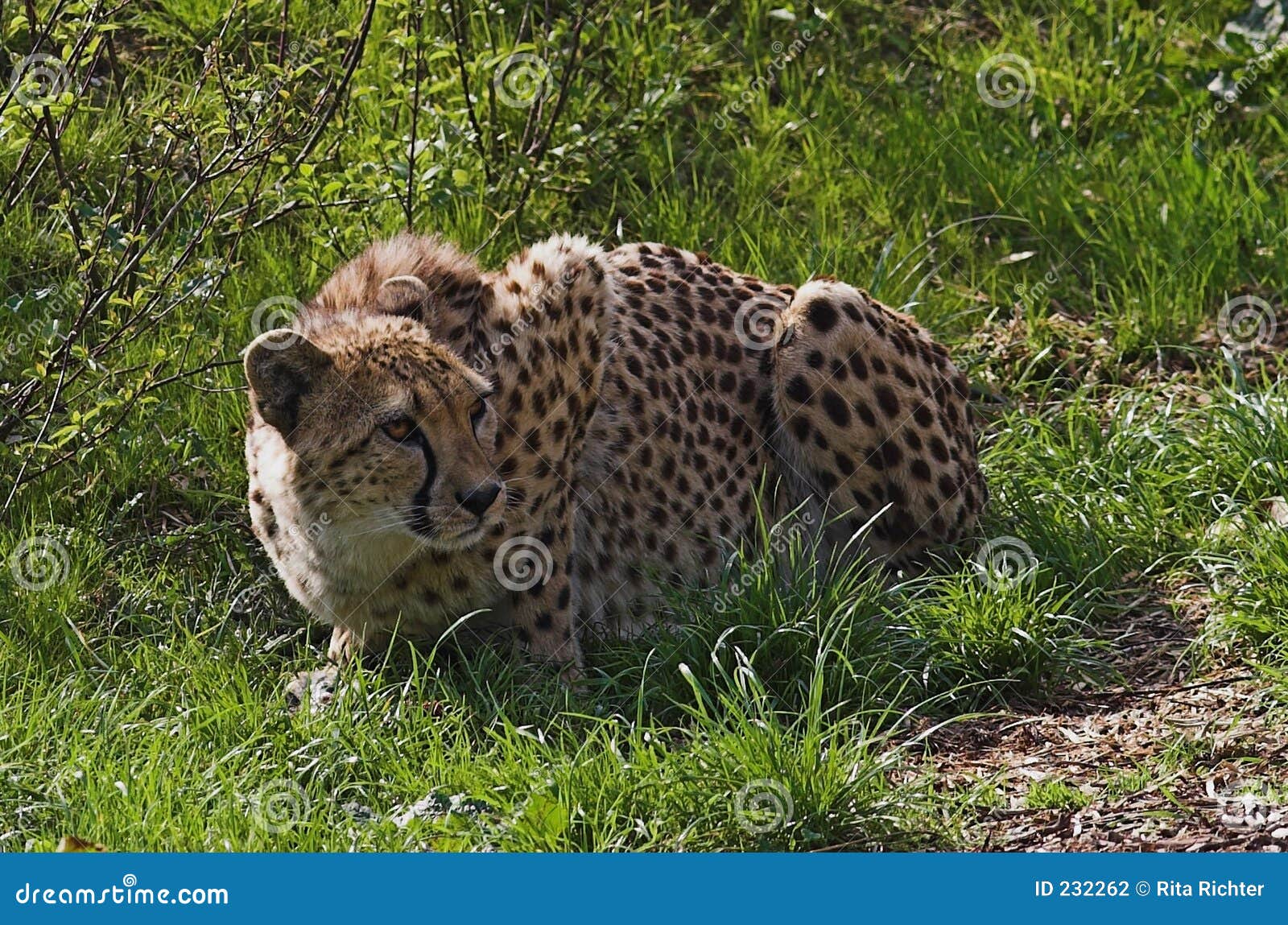 Crouching Cheetah Picture. Image: 232262