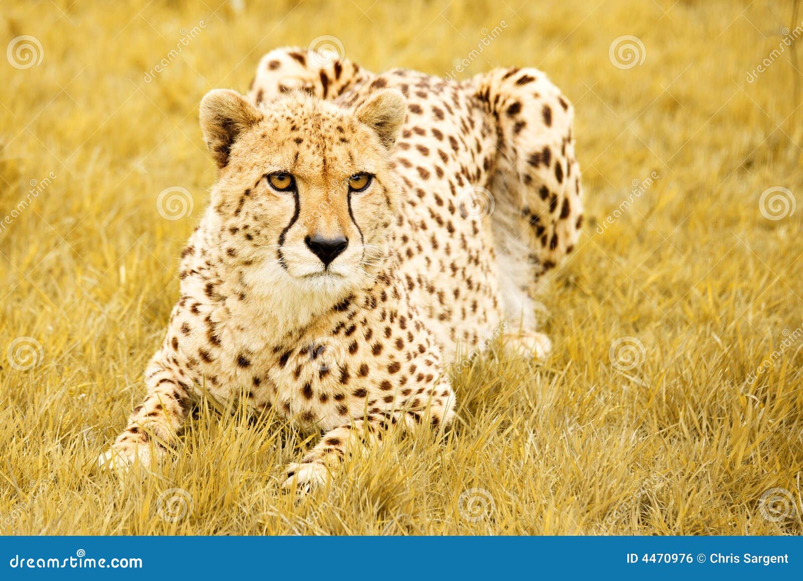 Crouching Cheetah stock photo. Image of blend, adventure - 4470976