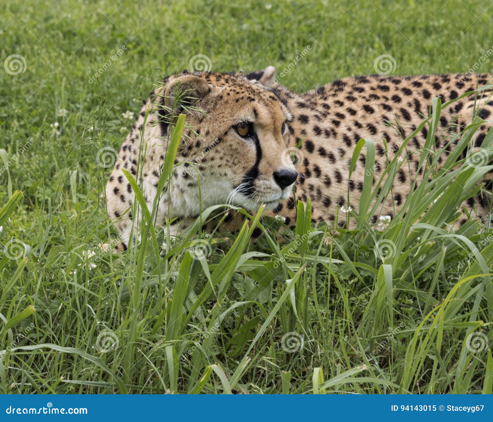 Crouching Cheetah stock image. Image of wild, cheetah - 94143015