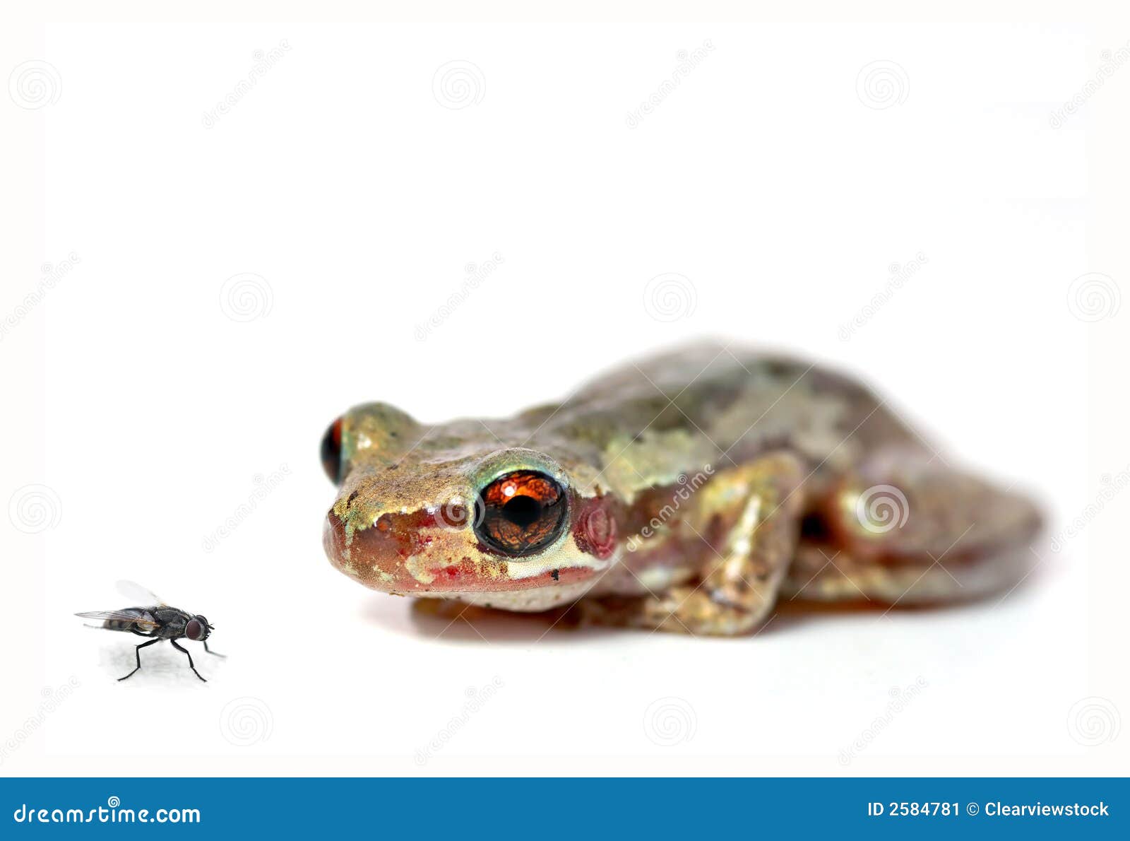 Crouching frog and fly stock image. Image of squat, watching - 2584781