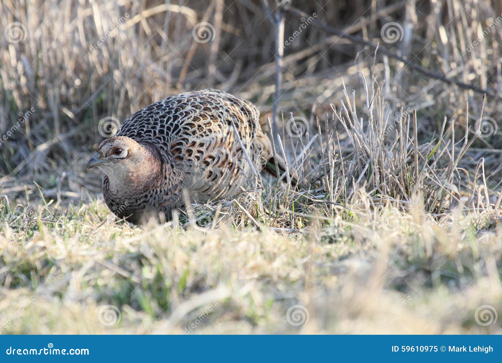 Crouching hen pheasant stock image. Image of earth, necked - 59610975
