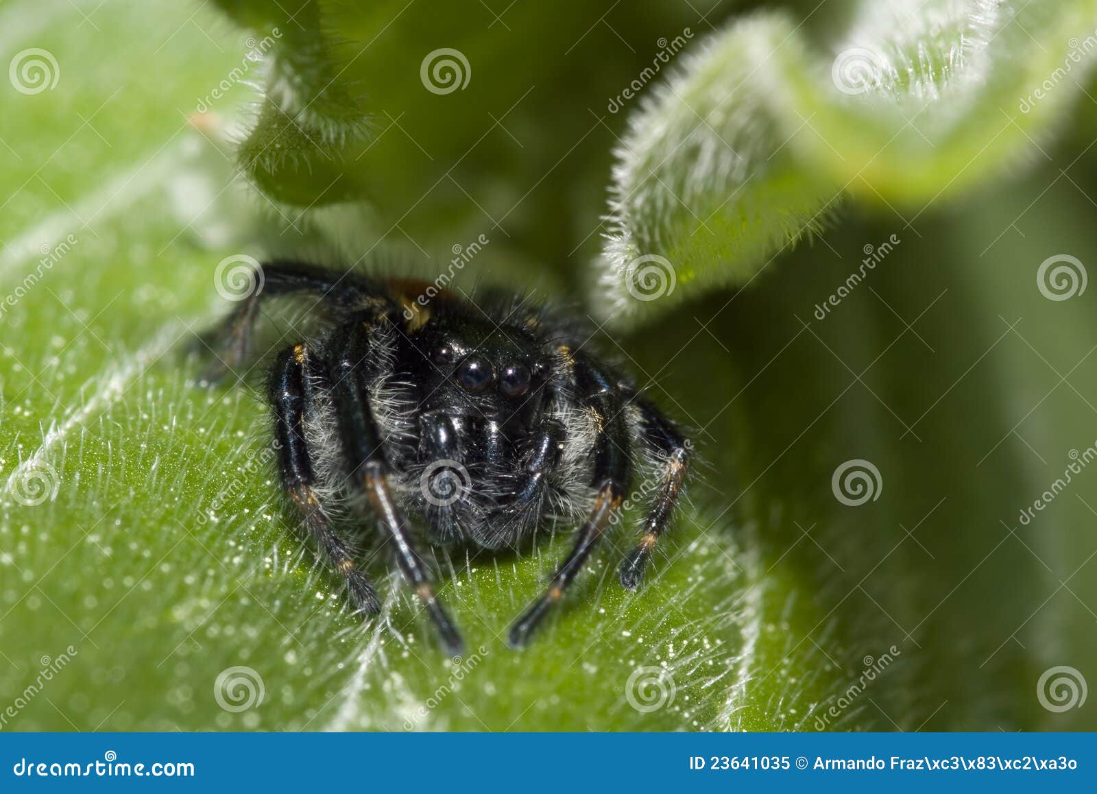 Crouching Jumping Spider stock image. Image of xanthograma - 23641035