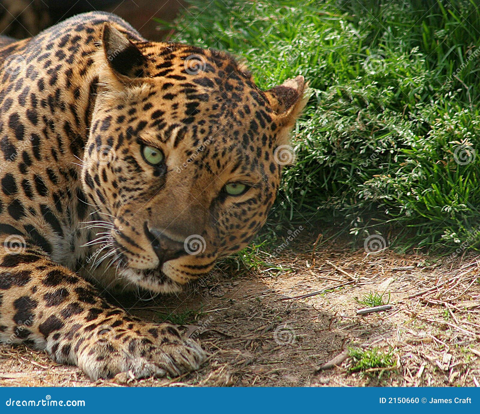 Crouching Leopard stock photo. Image of spots, face, crouching - 2150660