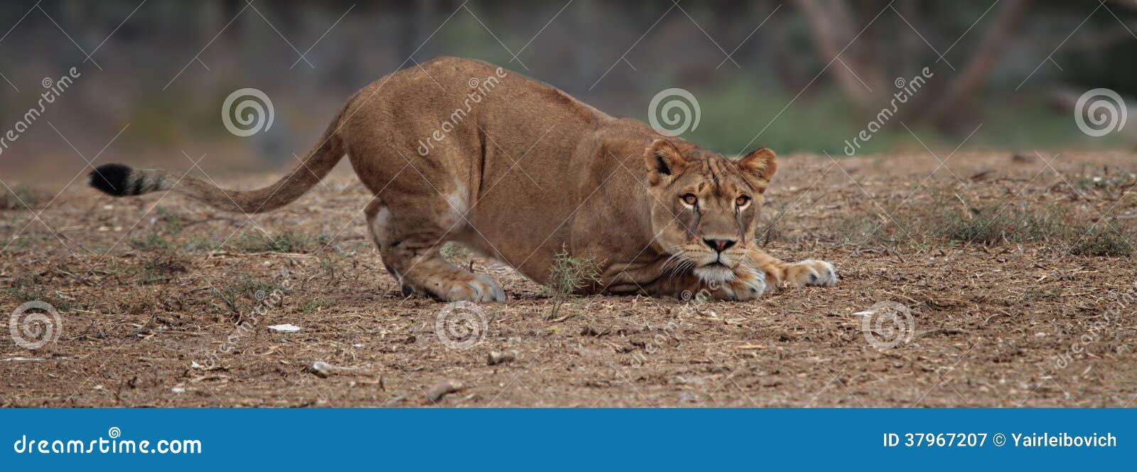 Crouching lioness stock image. Image of nature, carnivore - 37967207