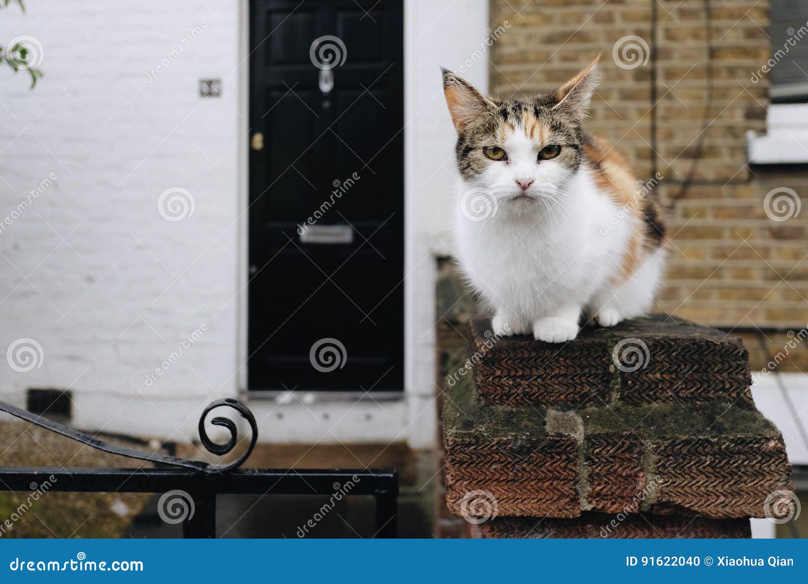 Crouching Rural Cat stock photo. Image of crouching, gates - 91622040