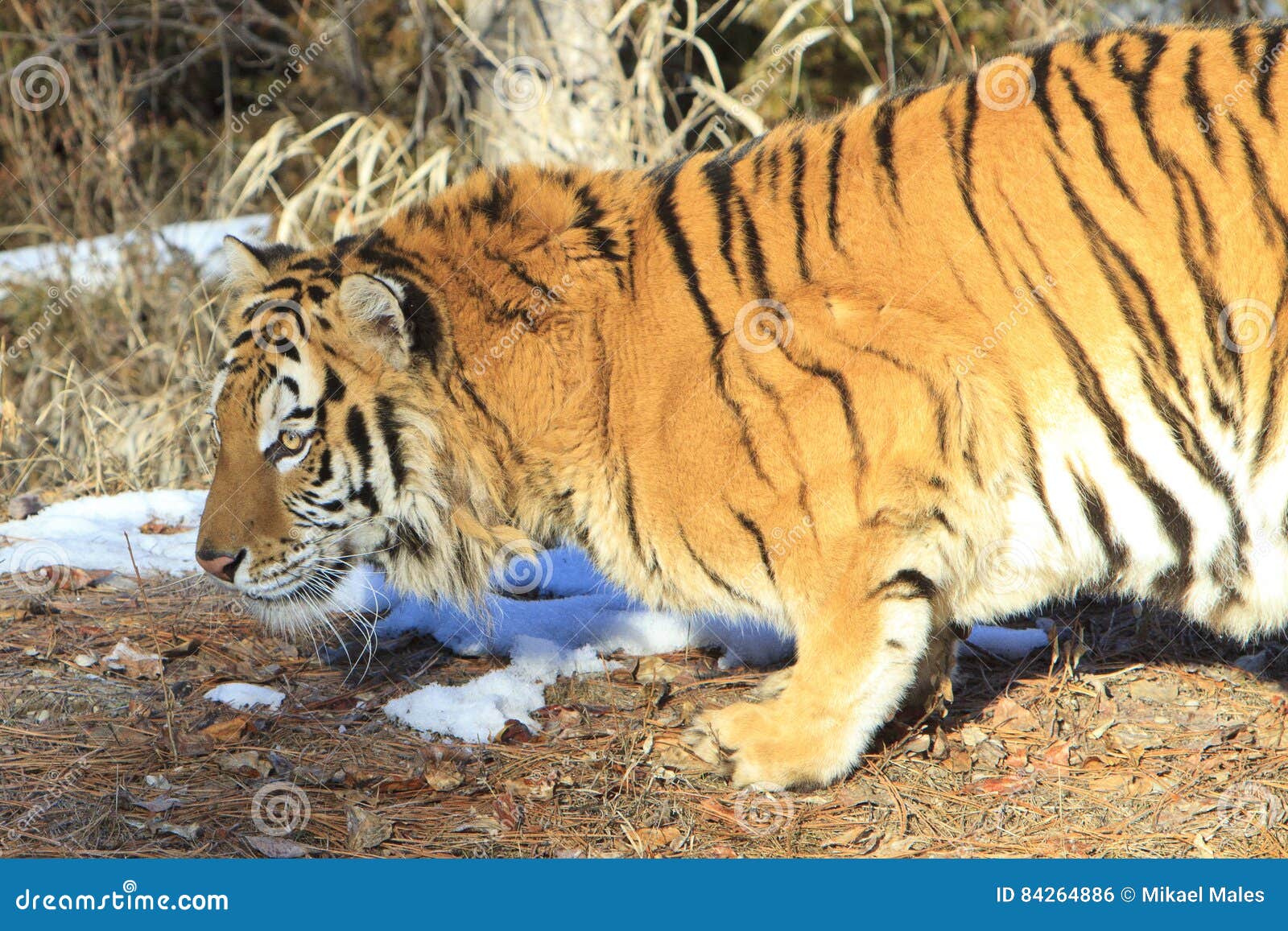 Crouching Siberian tiger stock photo. Image of environment - 84264886