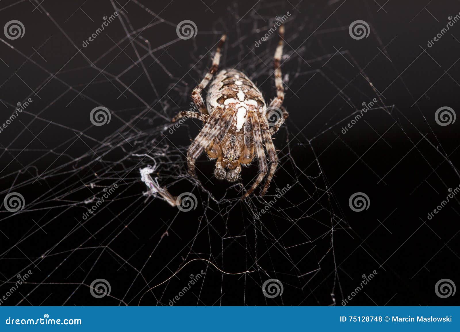 Crouching Spider Sitting on a Spider Web Stock Photo - Image of ...