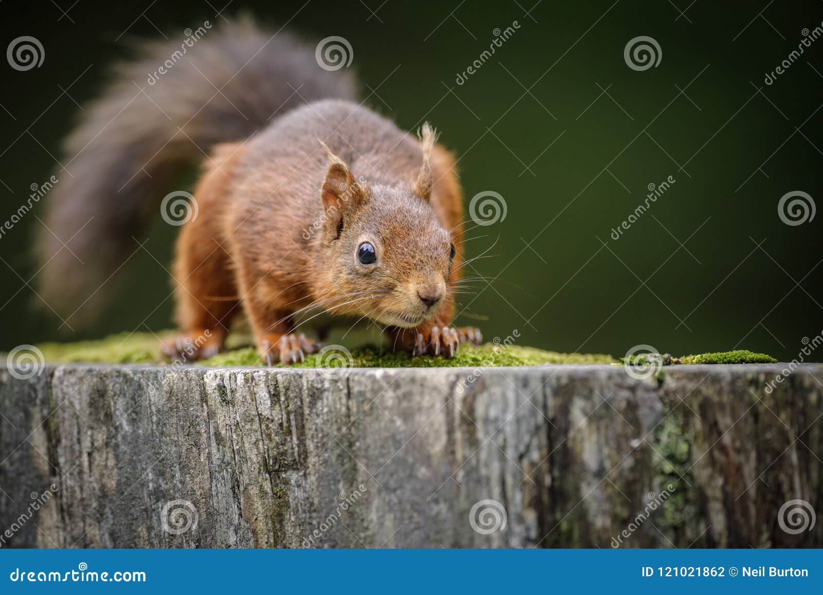 Crouching squirrel stock photo. Image of pine, forest - 121021862