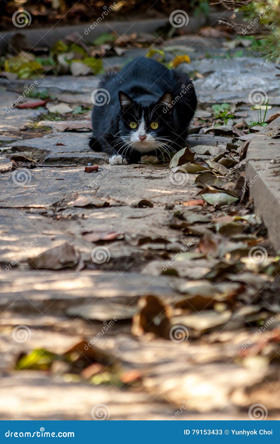 A crouching stray cat stock image. Image of crouching - 79153433