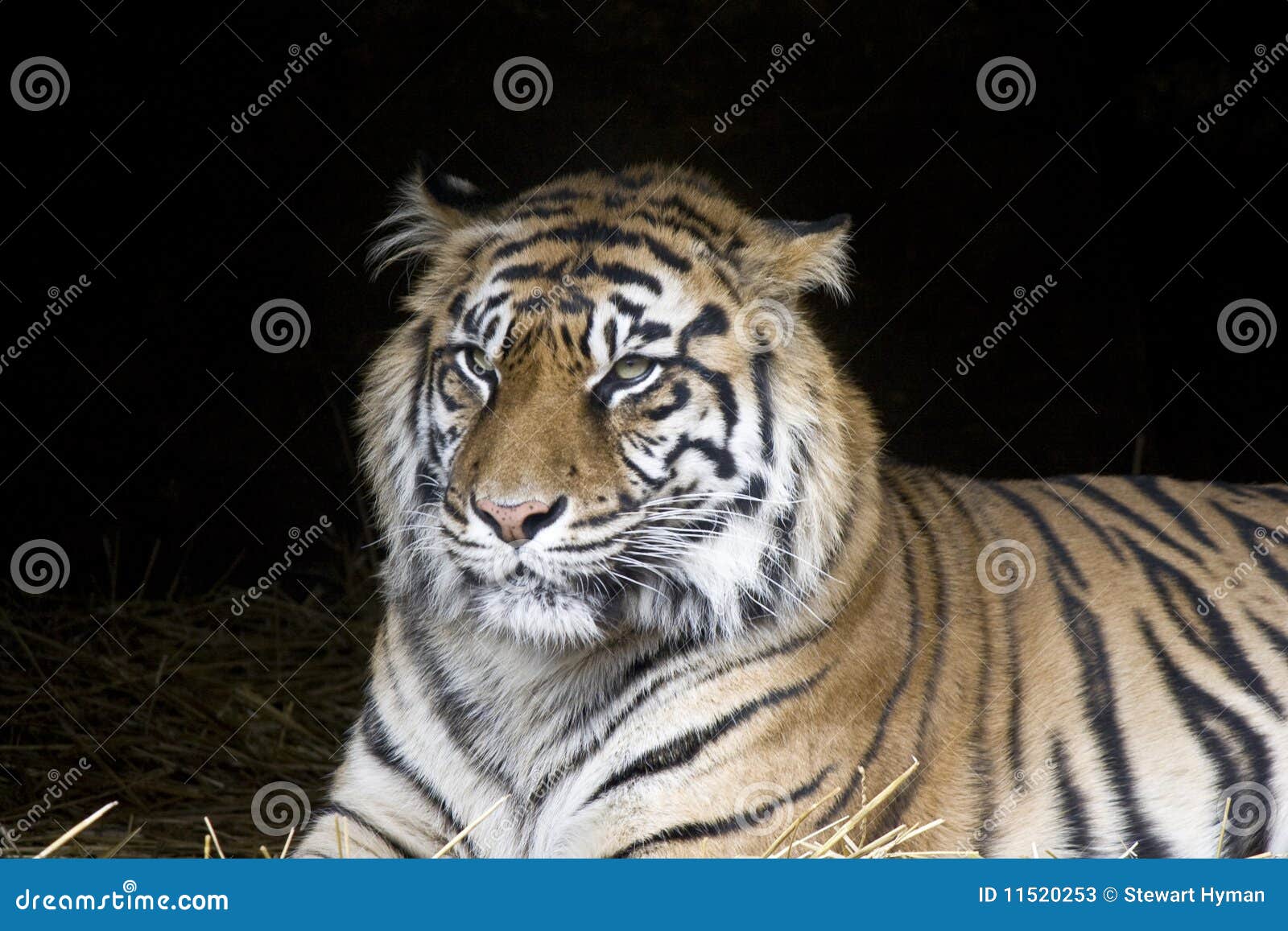 Crouching Tiger stock image. Image of crouching, african - 11520253