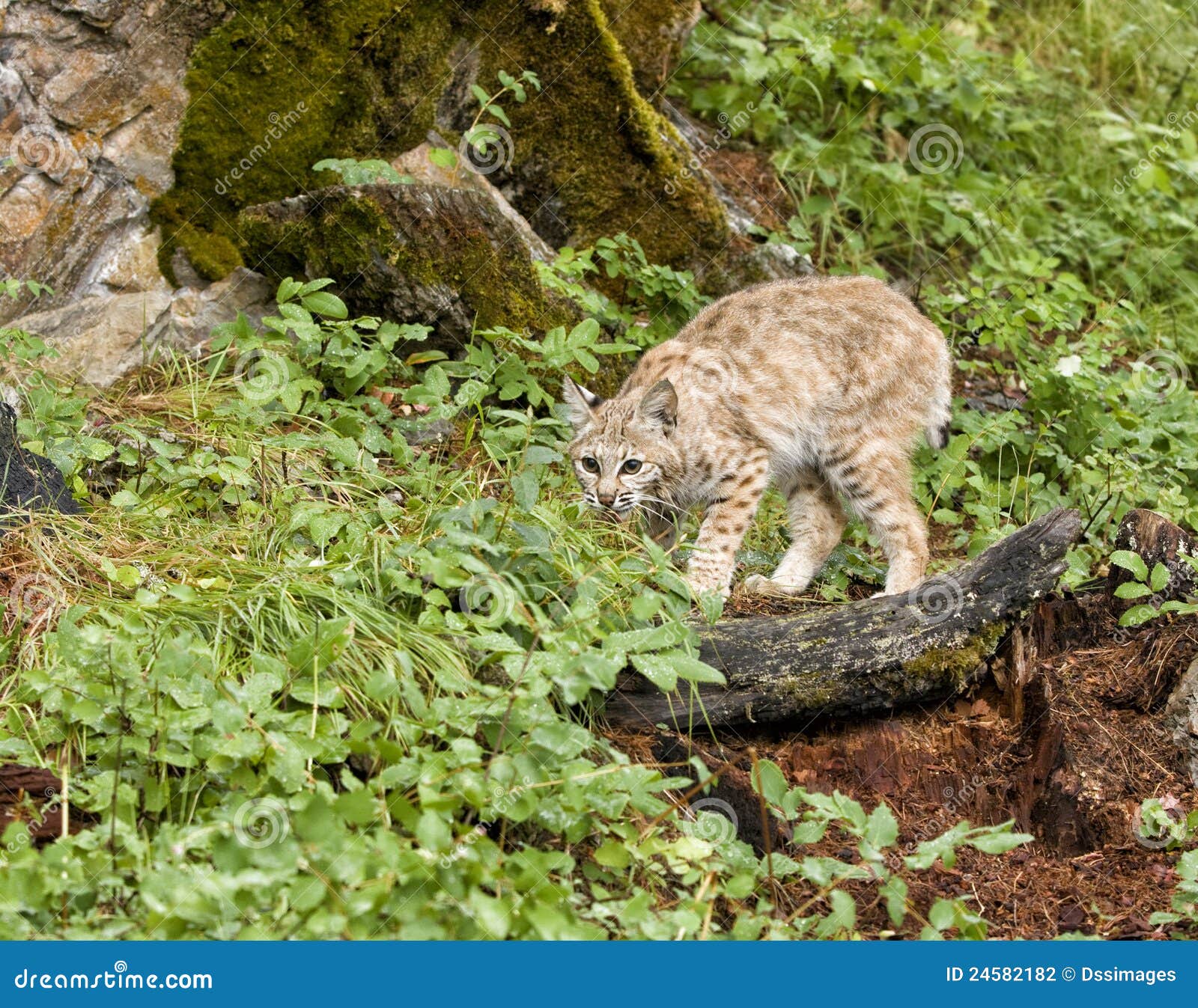 Crouching Wildcat stock photo. Image of orange, camouflage - 24582182