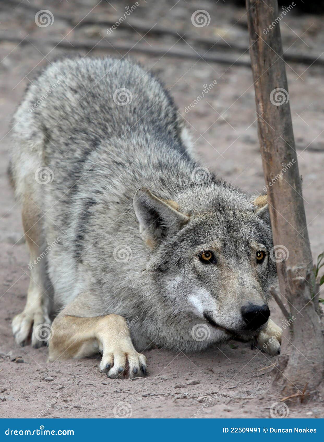 Wolf Crouching
