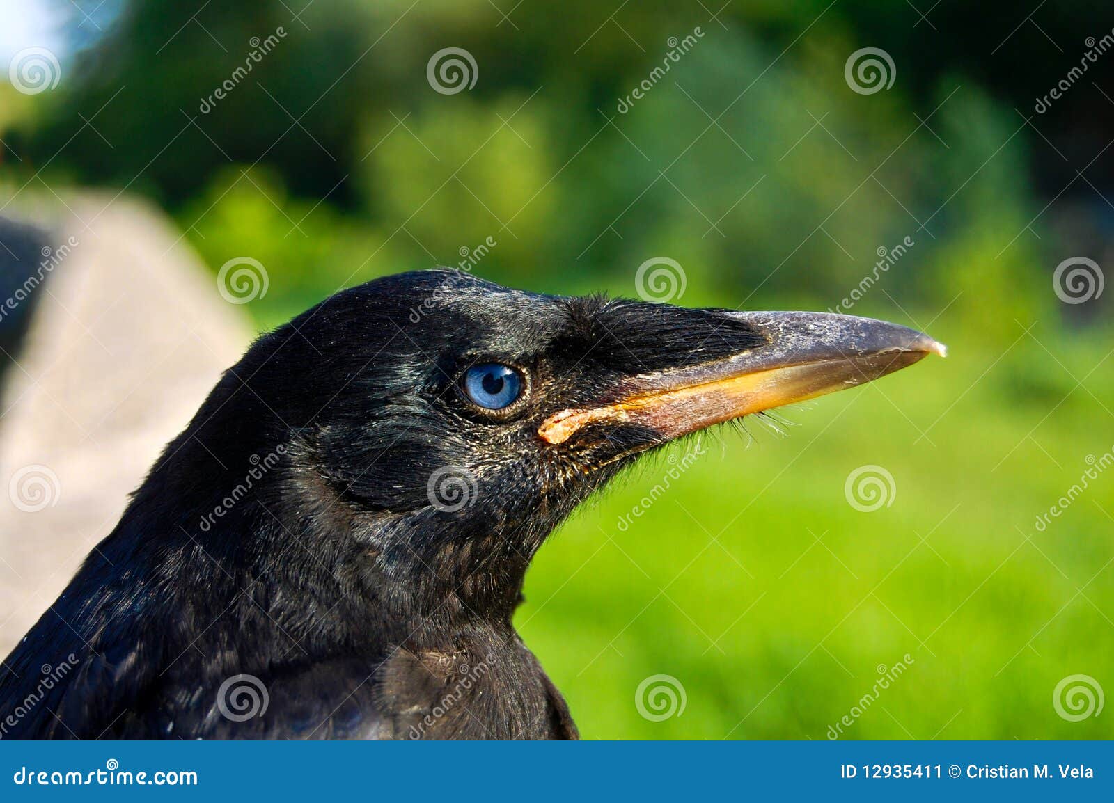 Crow stock image. Image of corvidae, bird, feather, perch - 12935411