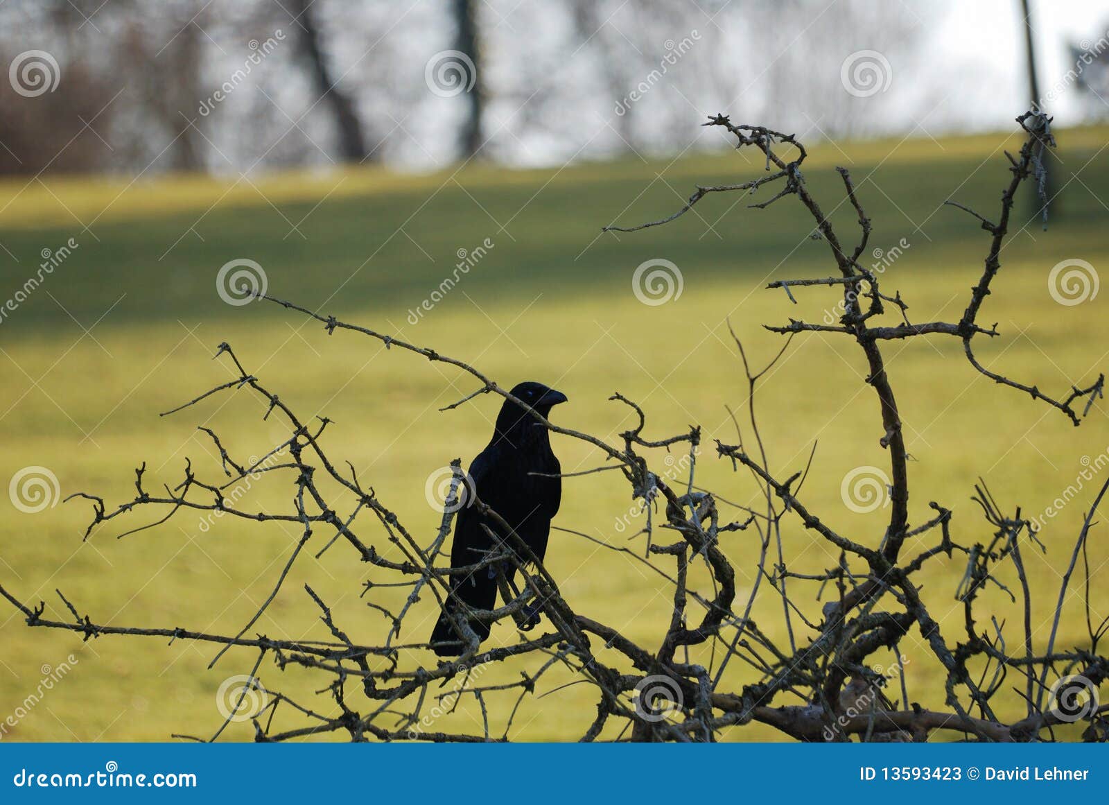 Crow stock image. Image of bush, park, crow, bird, green - 13593423