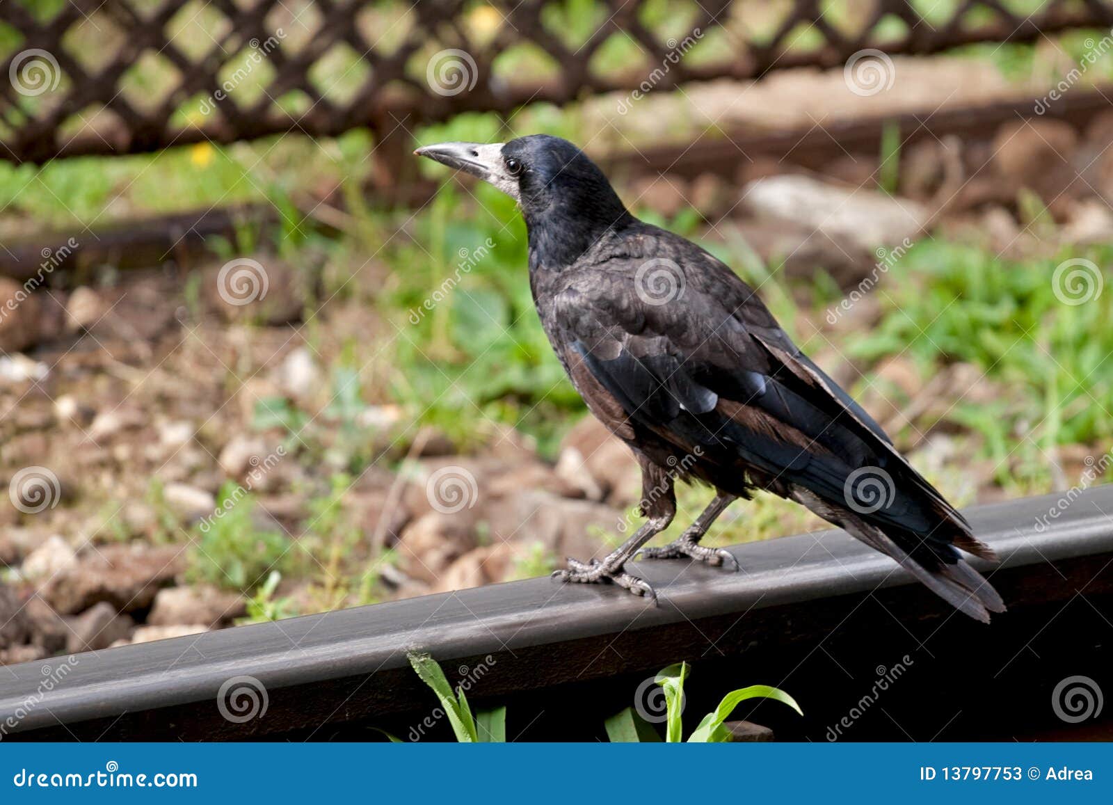 A Crow Sitting on a Train Rail Stock Image - Image of wildlife, dark ...