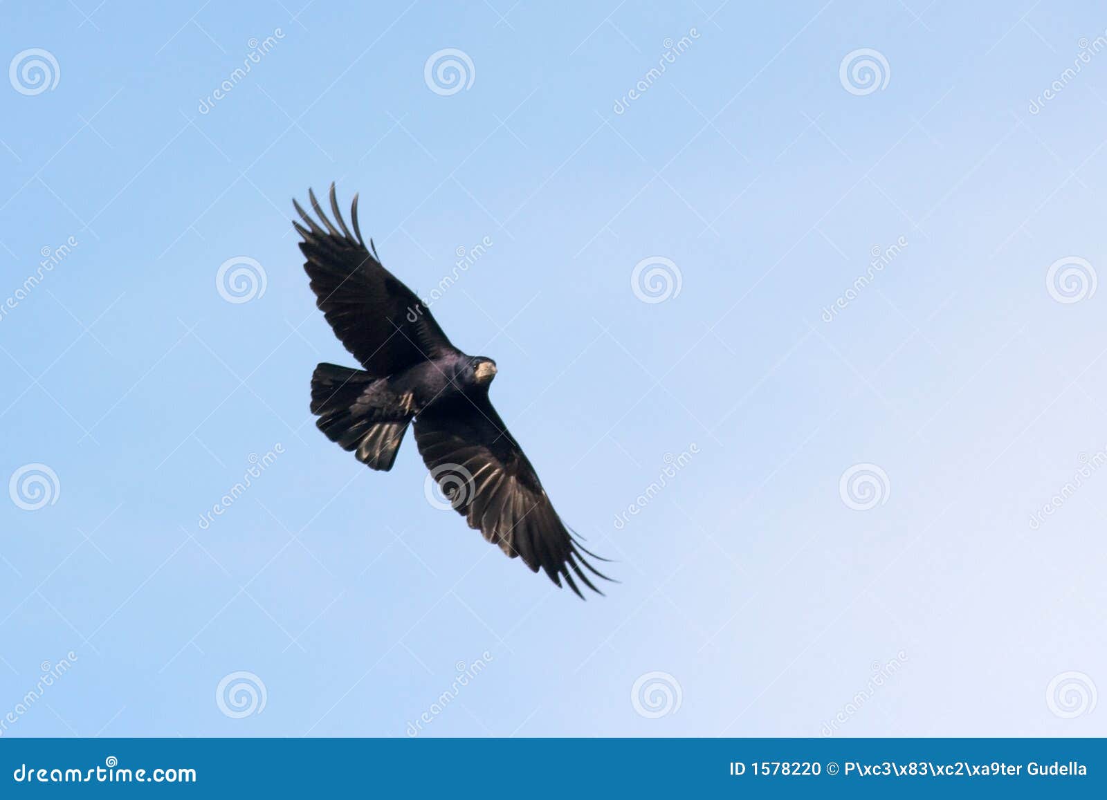 Crow stock photo. Image of side, crow, flight, space, nature - 1578220