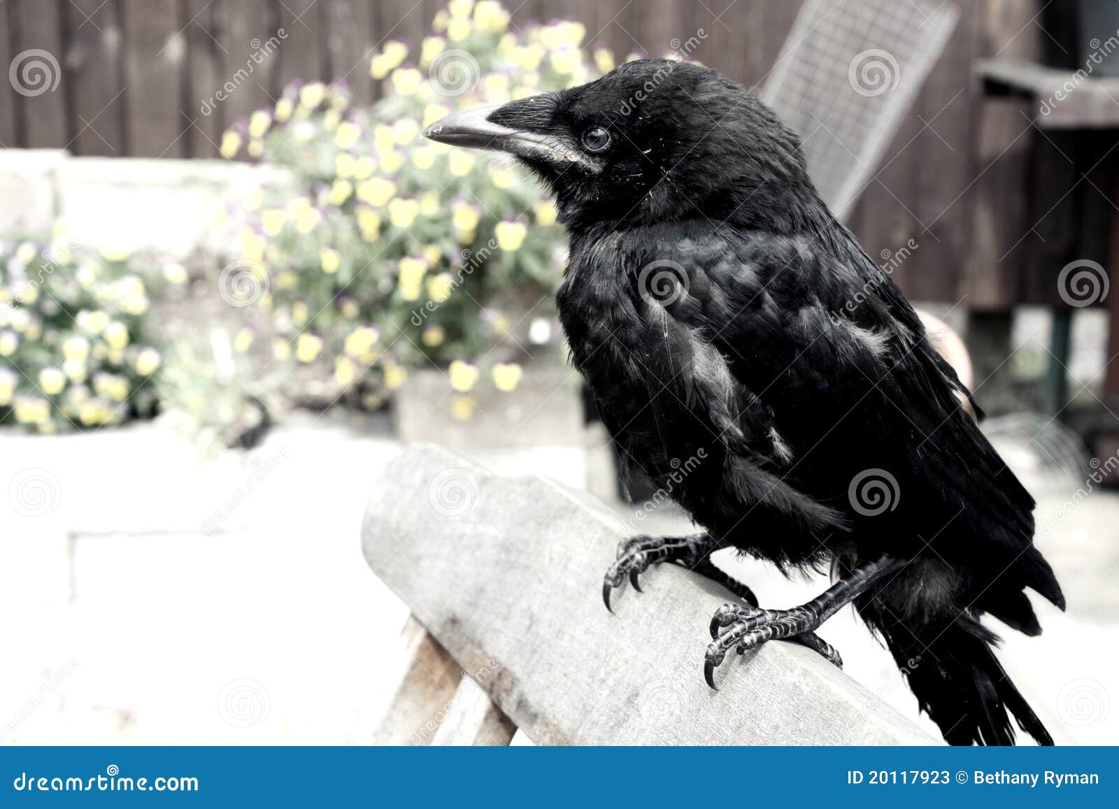 Crow stock image. Image of perched, perching, macro, baby - 20117923