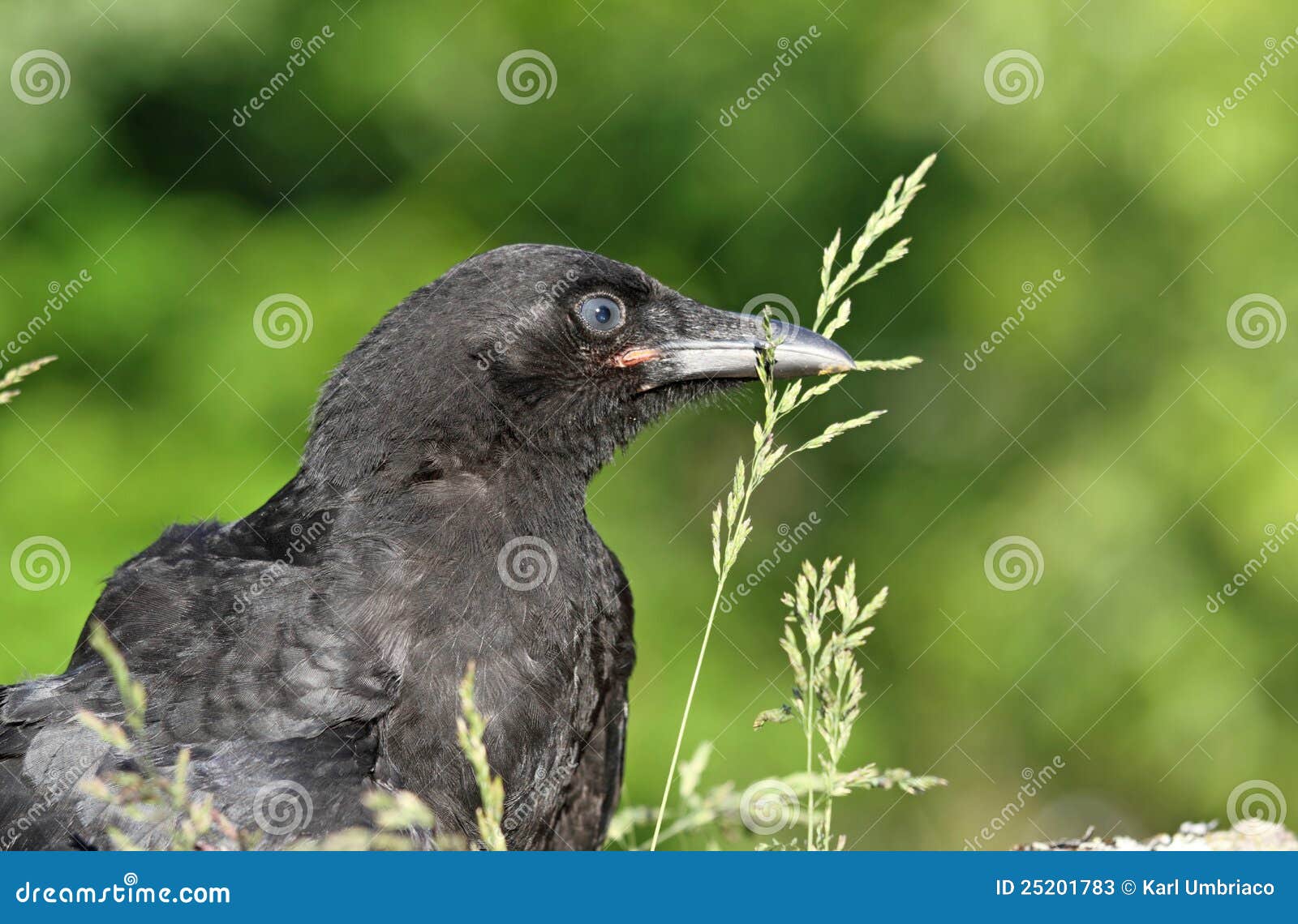 Crow stock image. Image of plant, beauty, summer, bird - 25201783