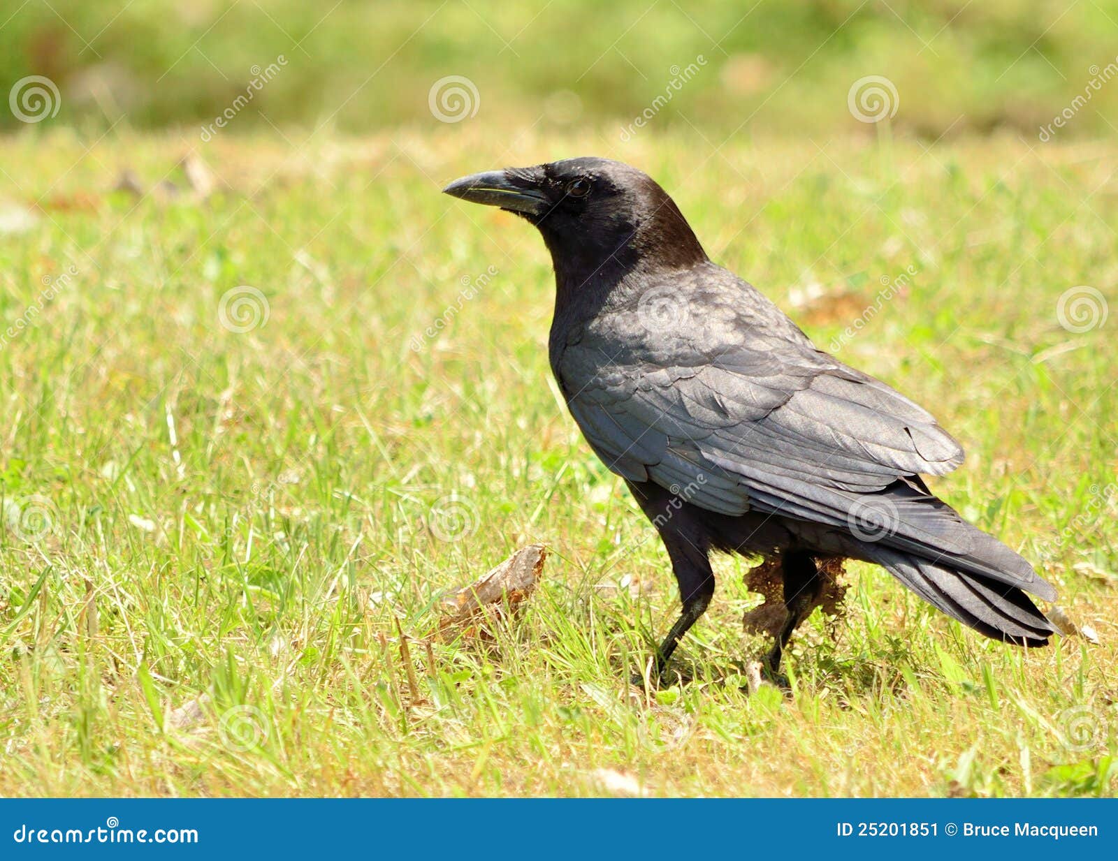 Crow stock image. Image of wildlife, birdwatching, scavenger - 25201851