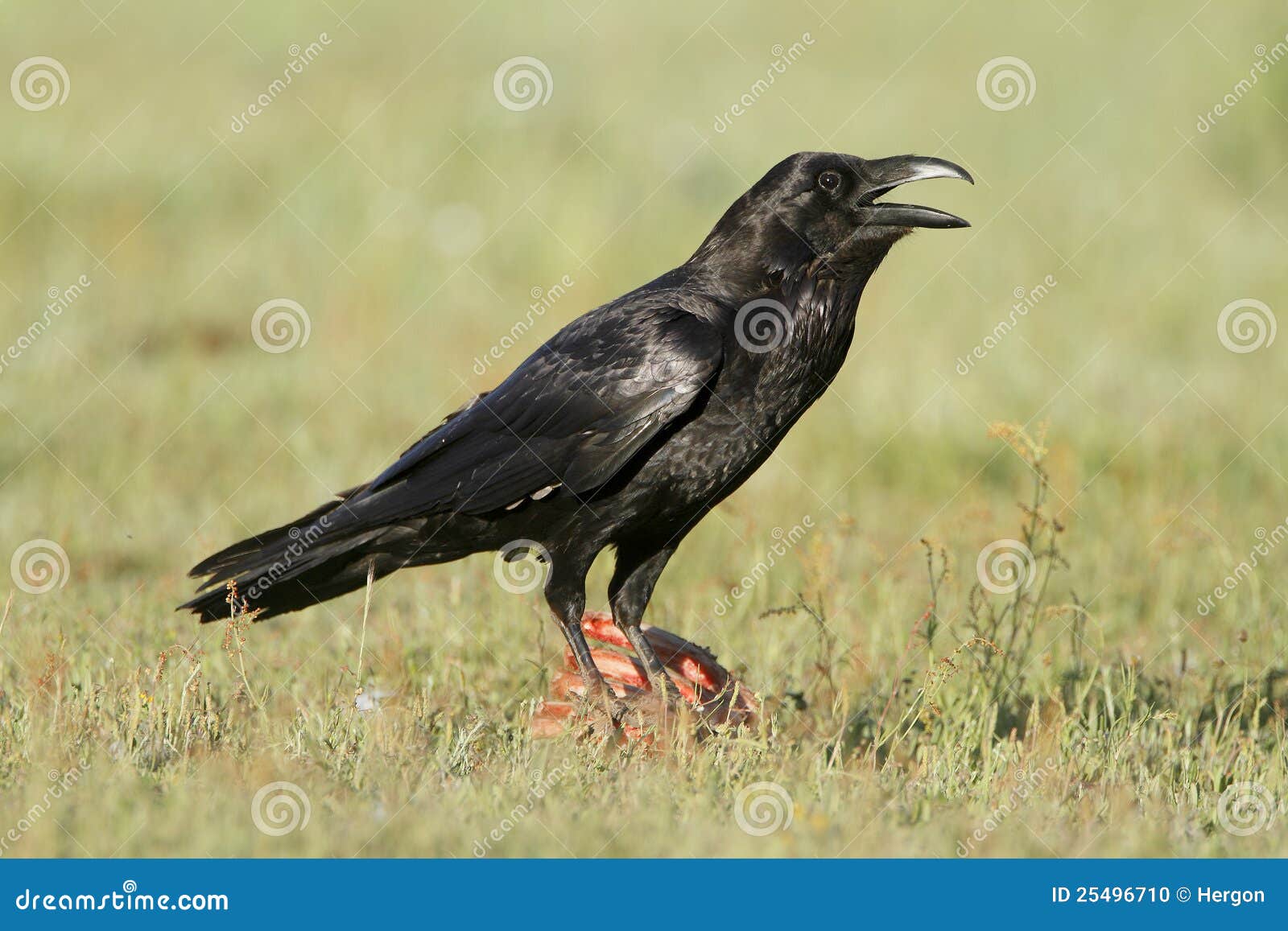 Crow stock photo. Image of picks, eagle, feathers, egypt - 25496710