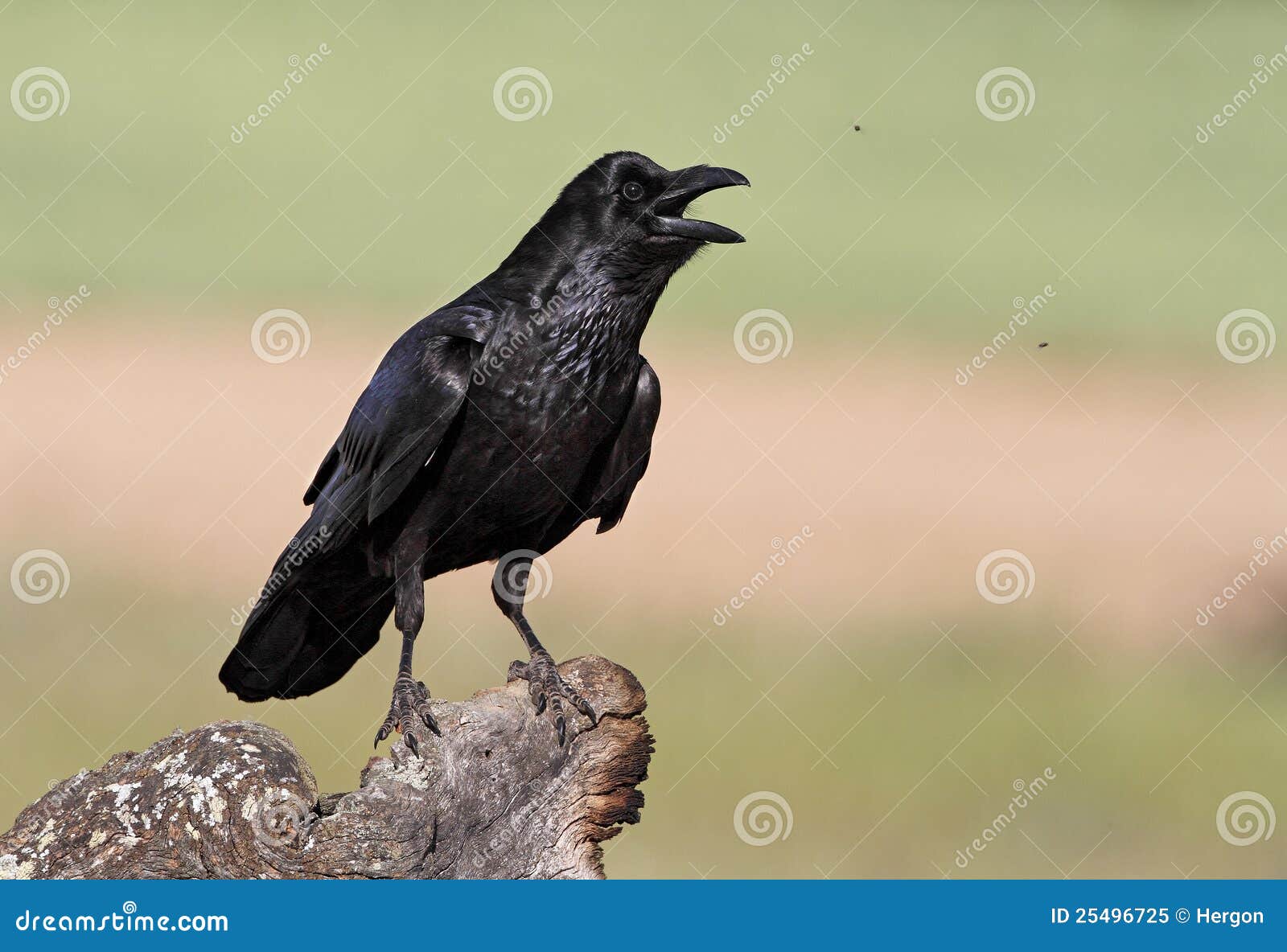 Crow stock image. Image of feathers, crow, eagle, carrion - 25496725