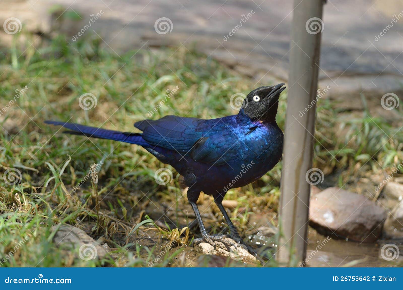 Crow stock photo. Image of white, wild, crow, animal - 26753642