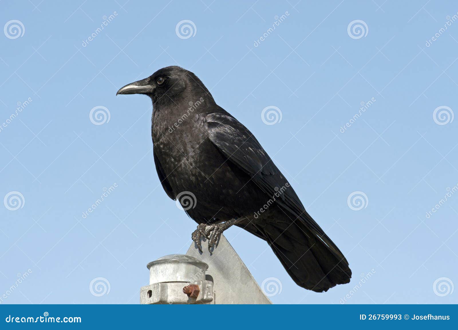 Crow stock image. Image of beak, danger, feather, standing - 26759993
