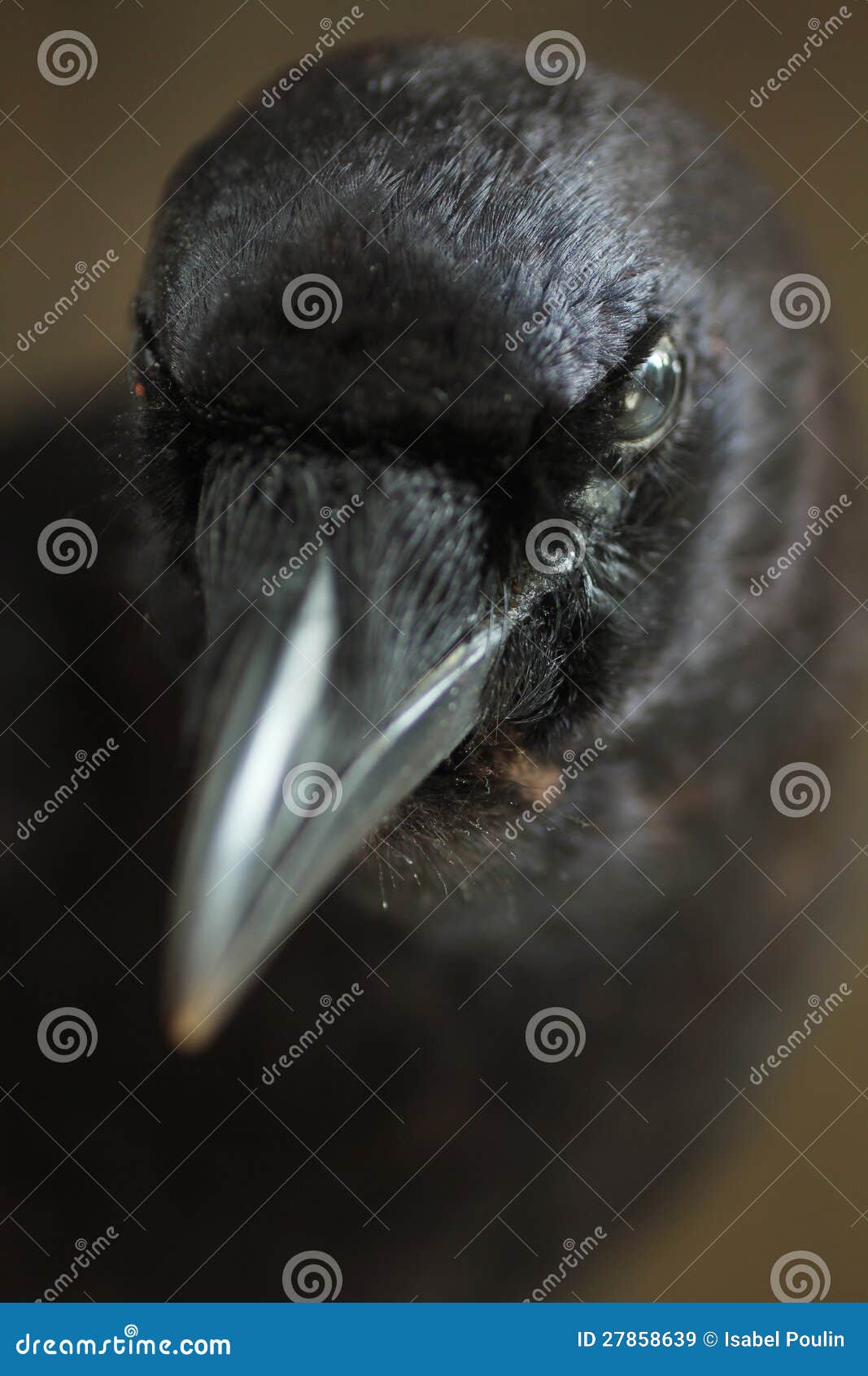 Crow stock image. Image of looking, nature, birdwatching - 27858639
