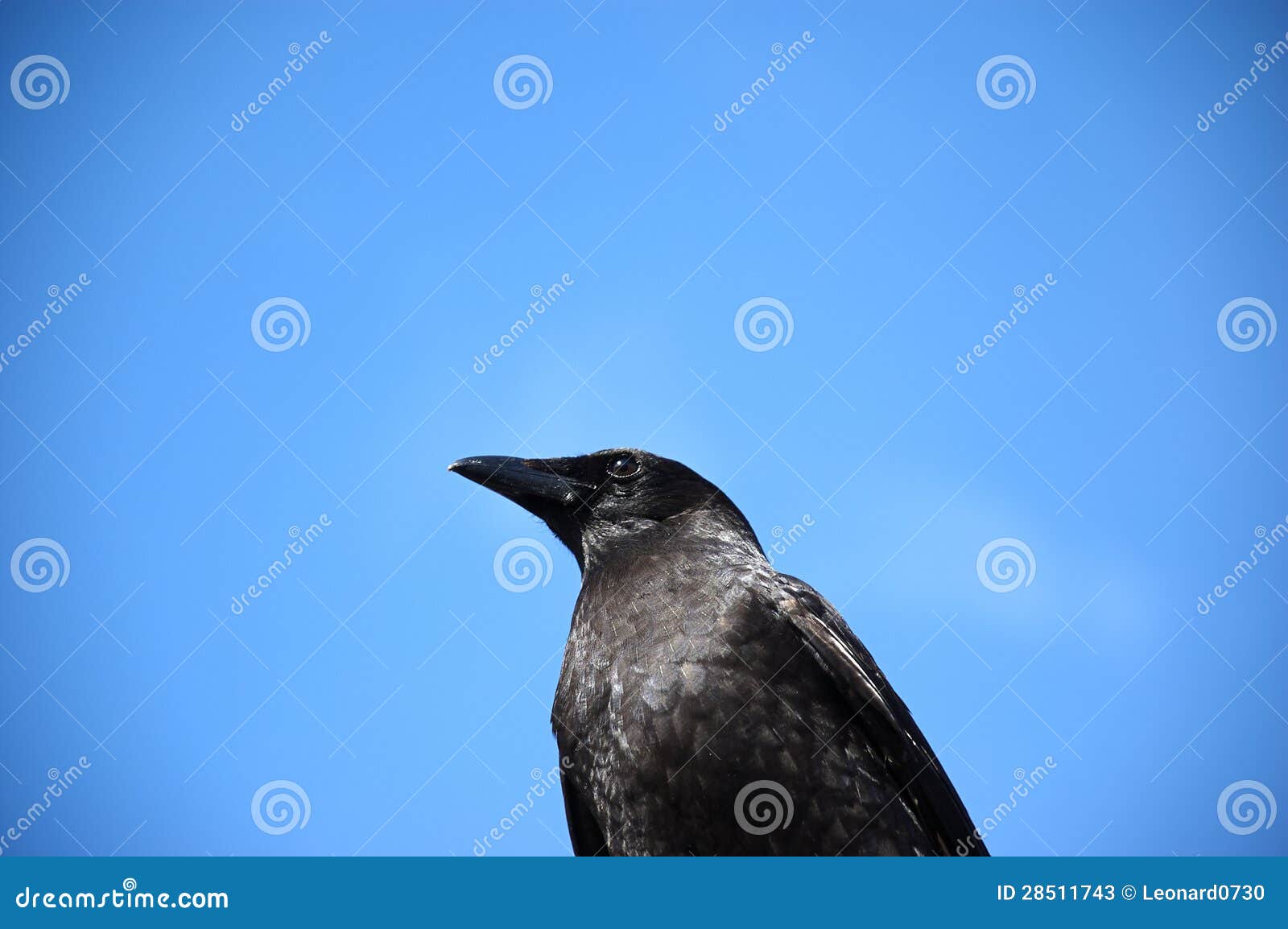 The crow stock image. Image of blue, wild, black, feather - 28511743