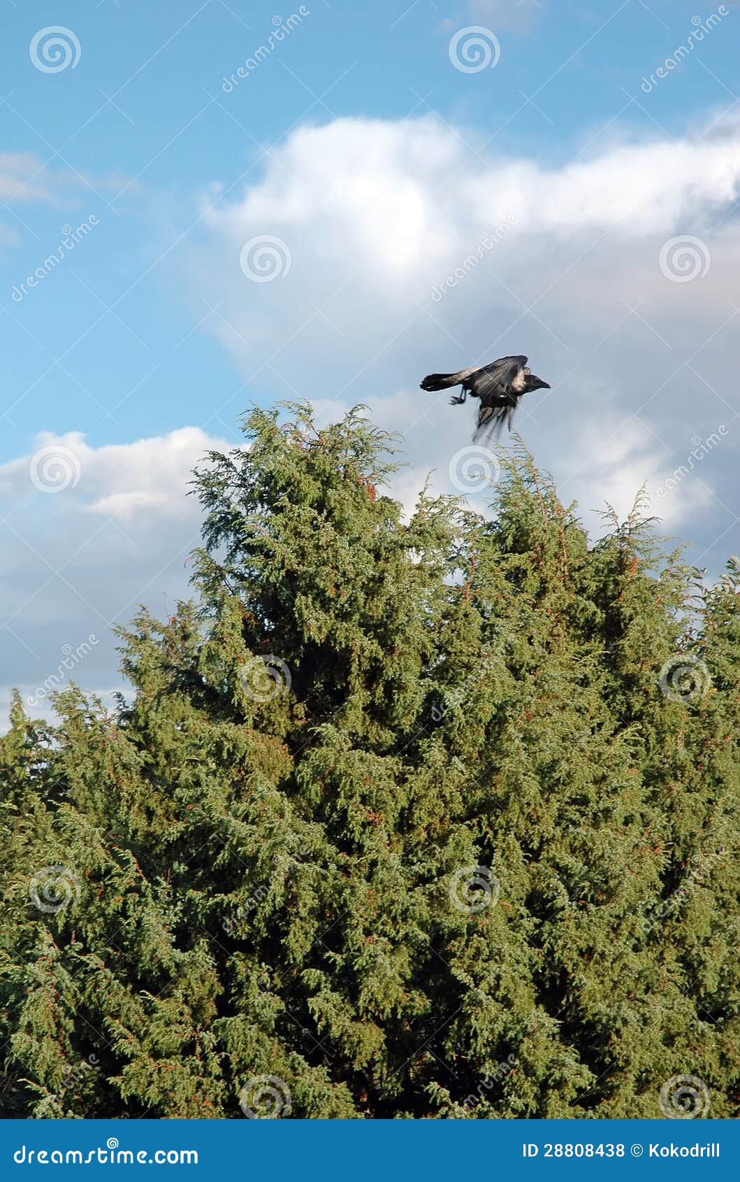 Crow stock photo. Image of freedom, hover, species, soar - 28808438