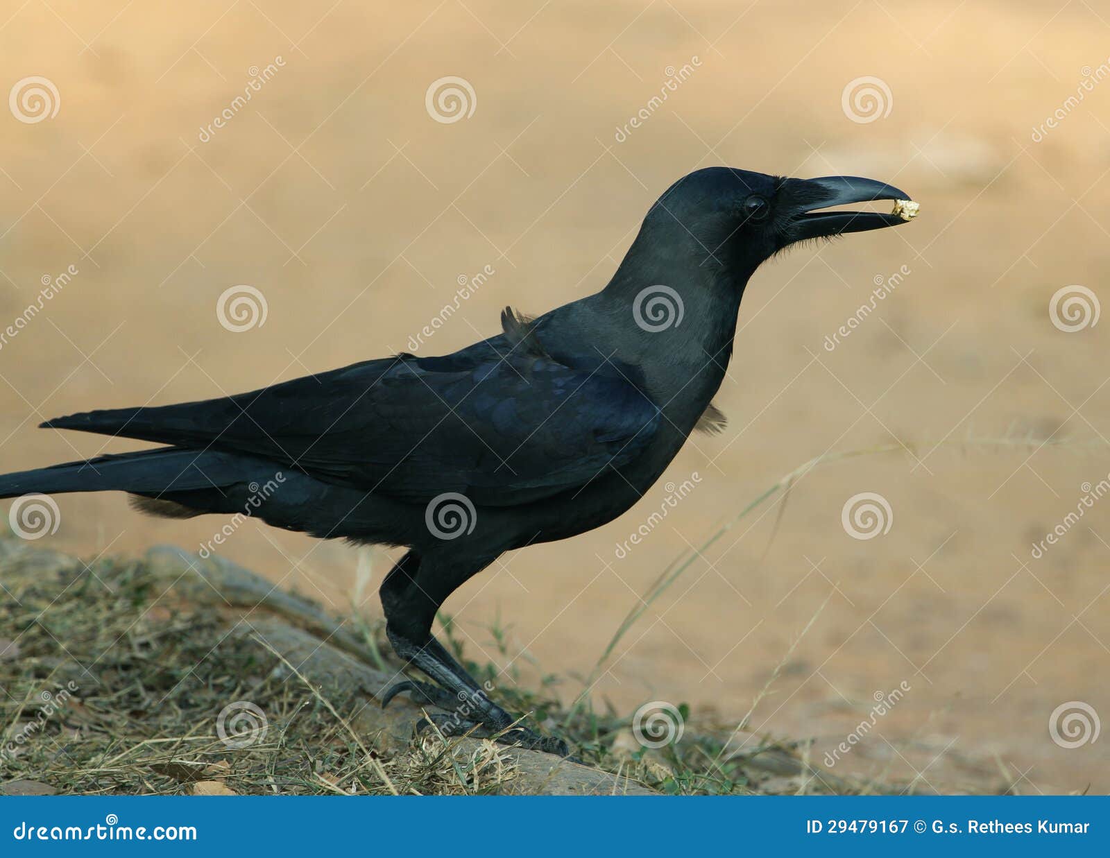 Crow stock image. Image of outdoors, common, nature, asia - 29479167