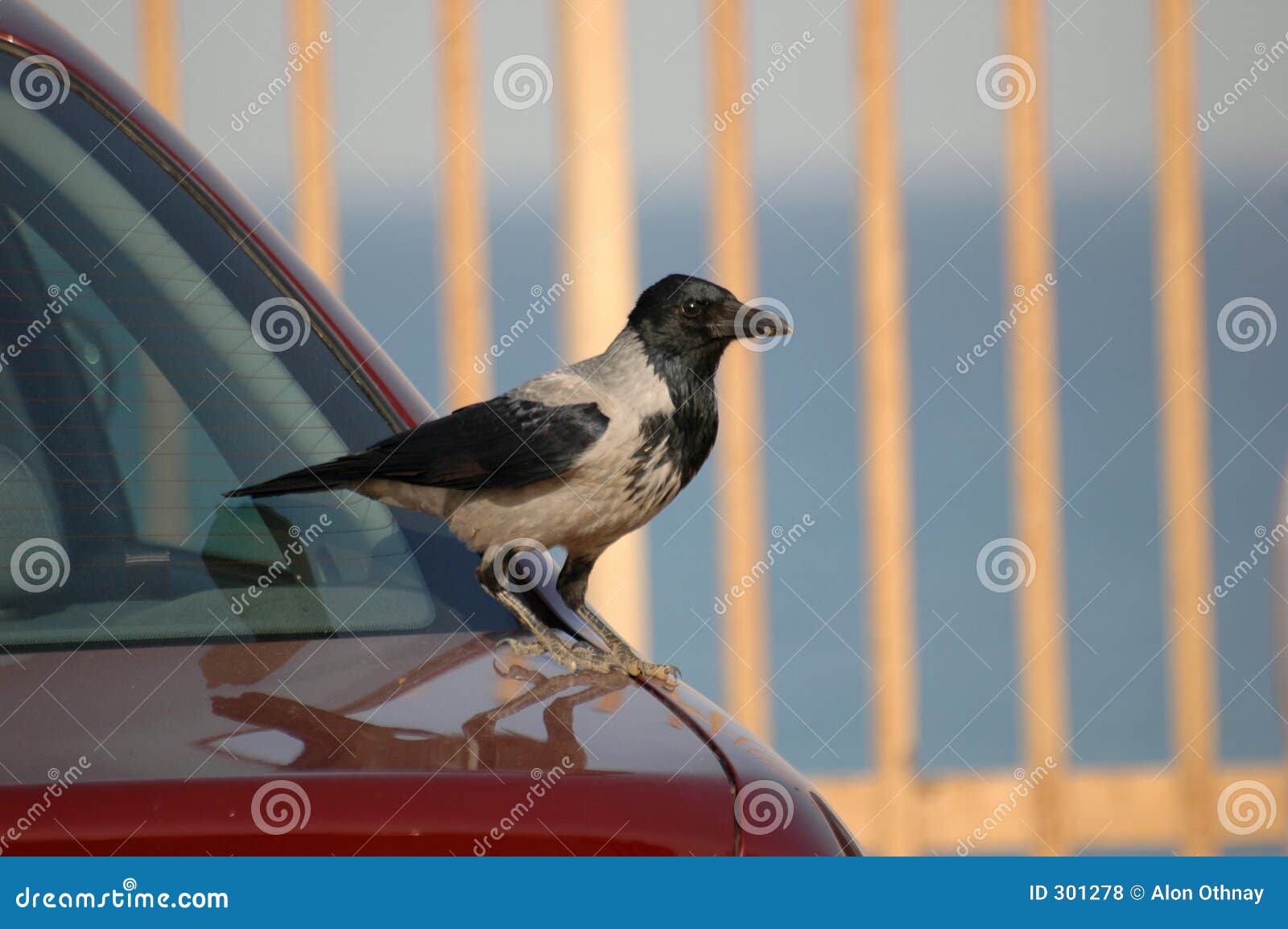 Crow stock photo. Image of nature, bird, dark, wild, black - 301278